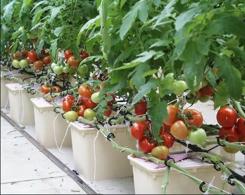 Deep Water Culture Systems – My Indoor Grow Systems